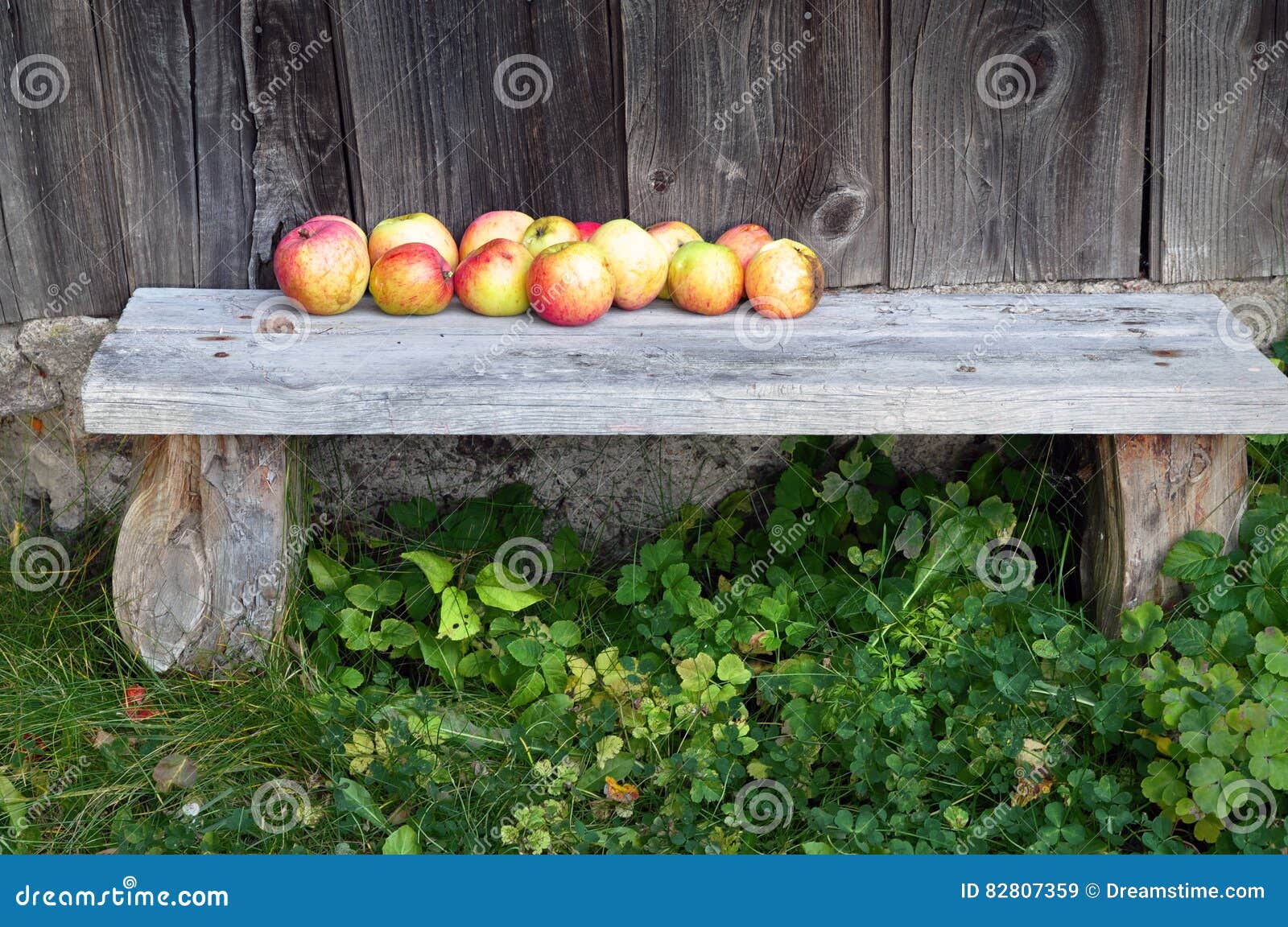 Apples stock image. Image of gardening, garden, outdoors - 82807359