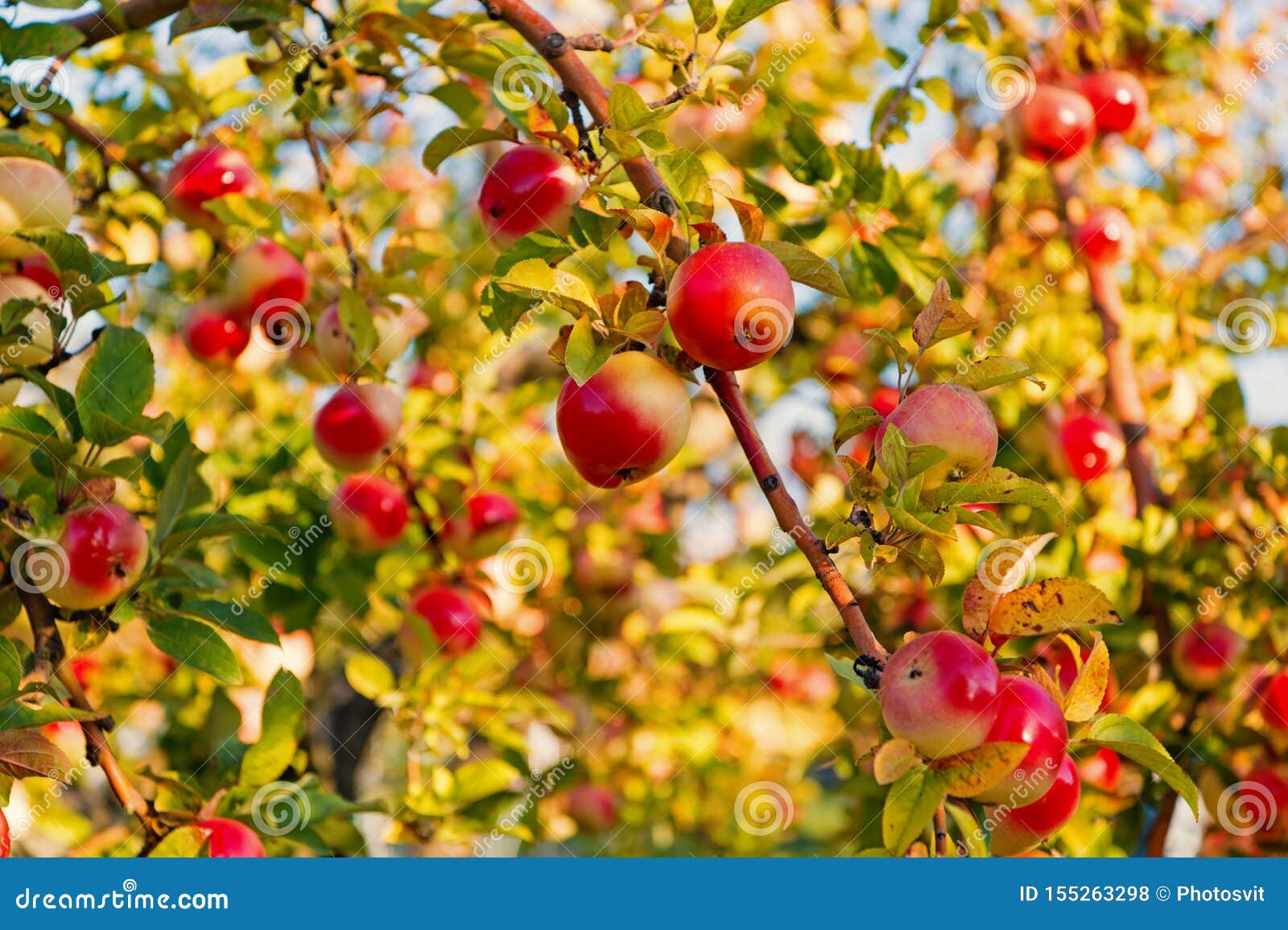 Apples Red Ripe Fruits On Branch Sky Background Apples Harvesting Fall