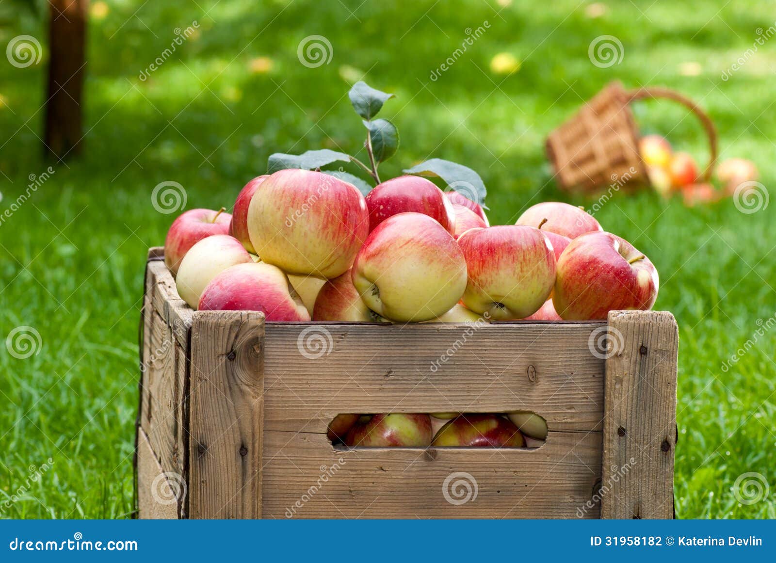 Apples stock photo. Image of ripened, orchard, retro - 31958182
