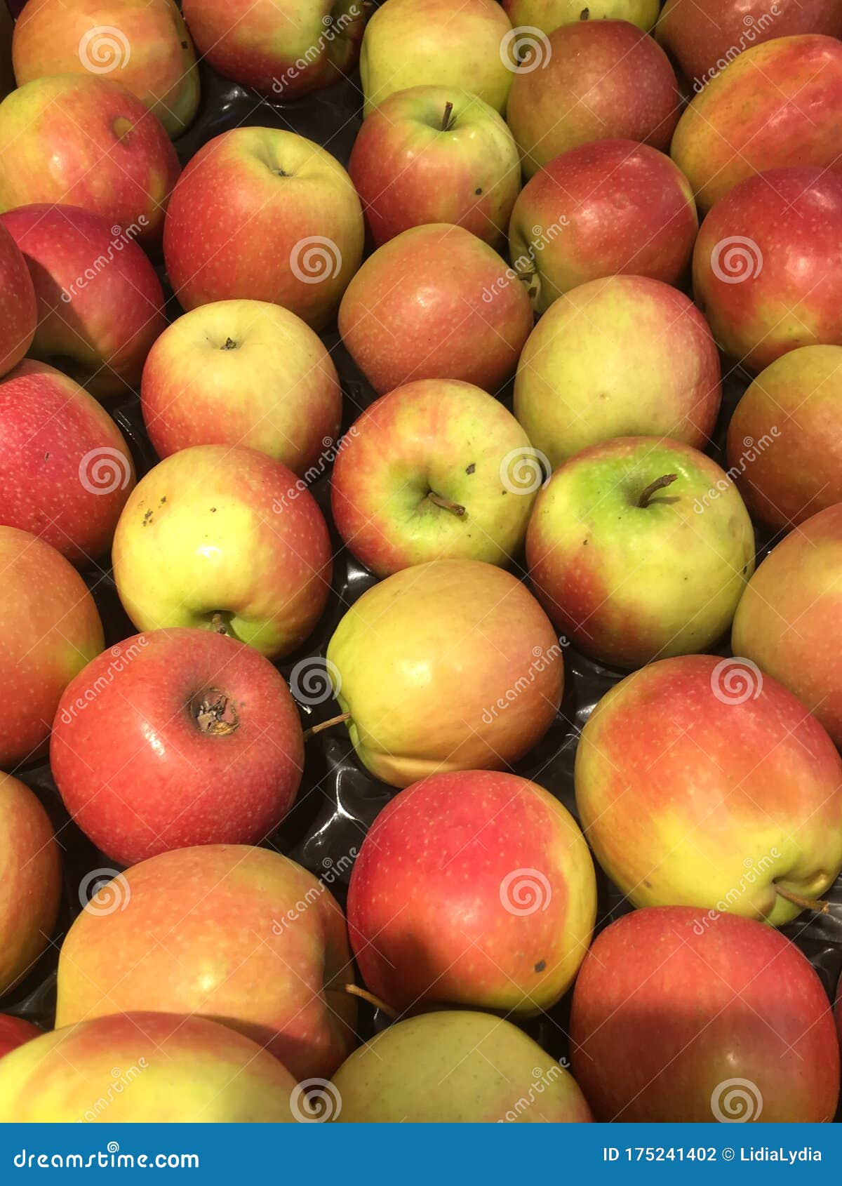 Apple. stock photo. Image of food, shop, fruit, mcintosh - 175241402