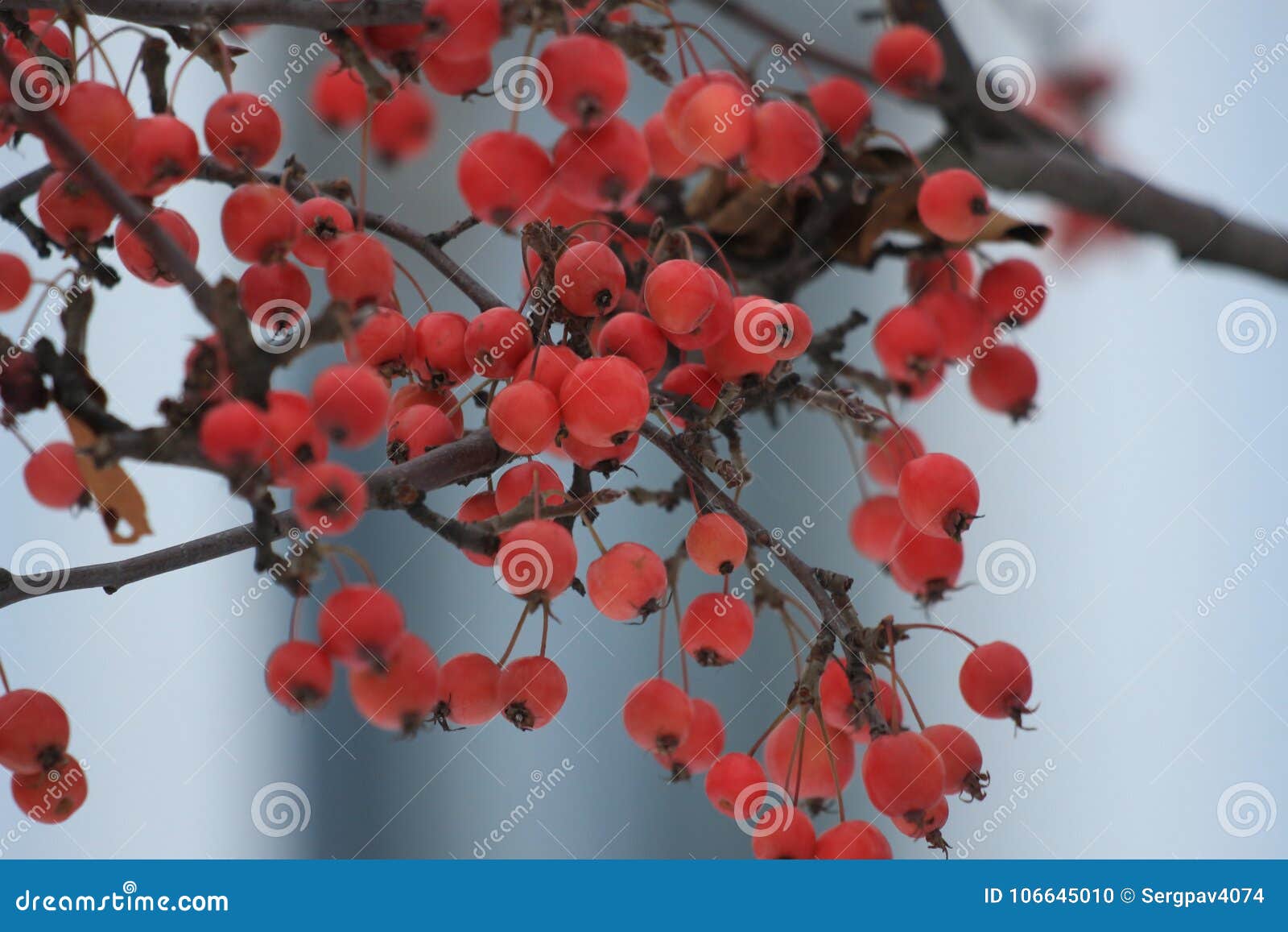 Apples Rennets on Apple in Winter Stock Photo - Image of agriculture ...