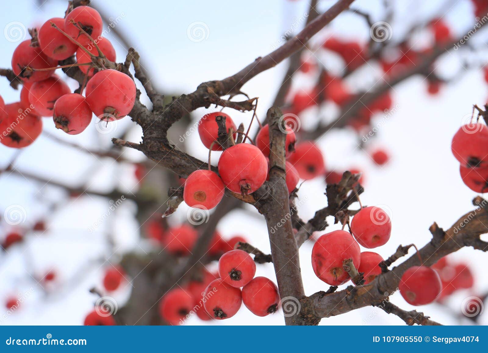 Apples Rennets on Apple in Winter Stock Photo - Image of nature ...