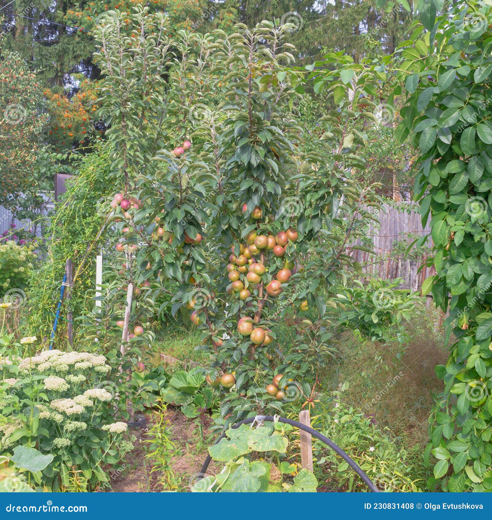 Apples Ripen on a Columnar Apple Tree, Many Apples Turn Red on the ...