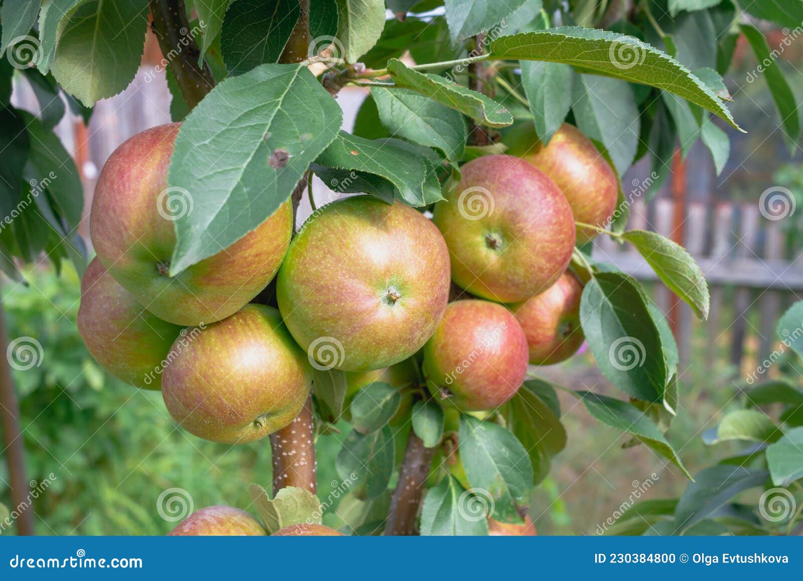 Apples Ripen on a Columnar Apple Tree, Many Apples Turn Red on the ...