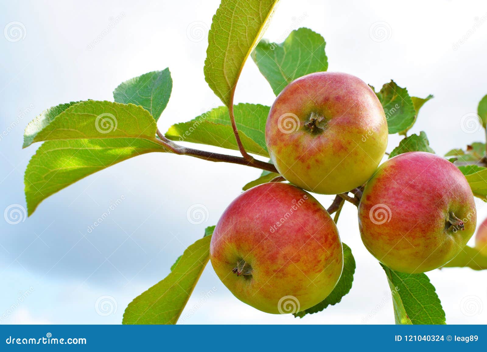 Apples ripening branch stock photo. Image of delicious - 121040324
