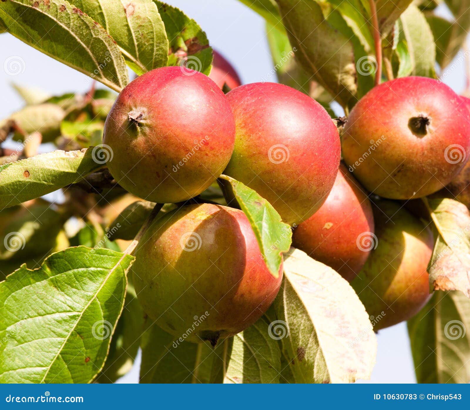 Apples Ripening on the Tree Stock Image - Image of group, blemish: 10630783