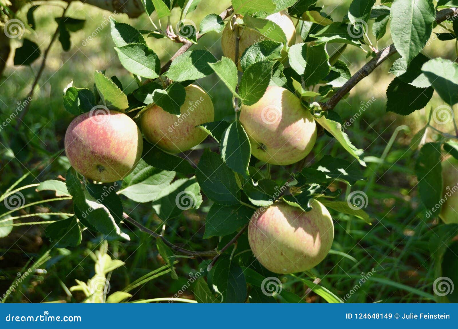 Apples Ripening on the Tree Stock Image - Image of apples, juicy: 124648149