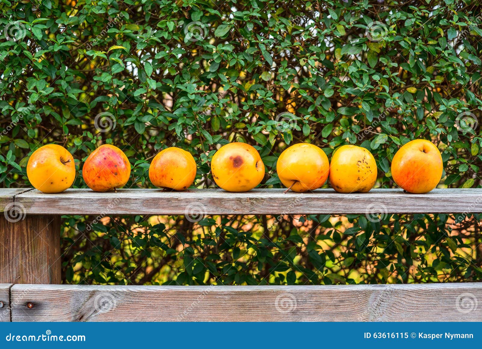 Apples on a row stock image. Image of juicy, harvest - 63616115