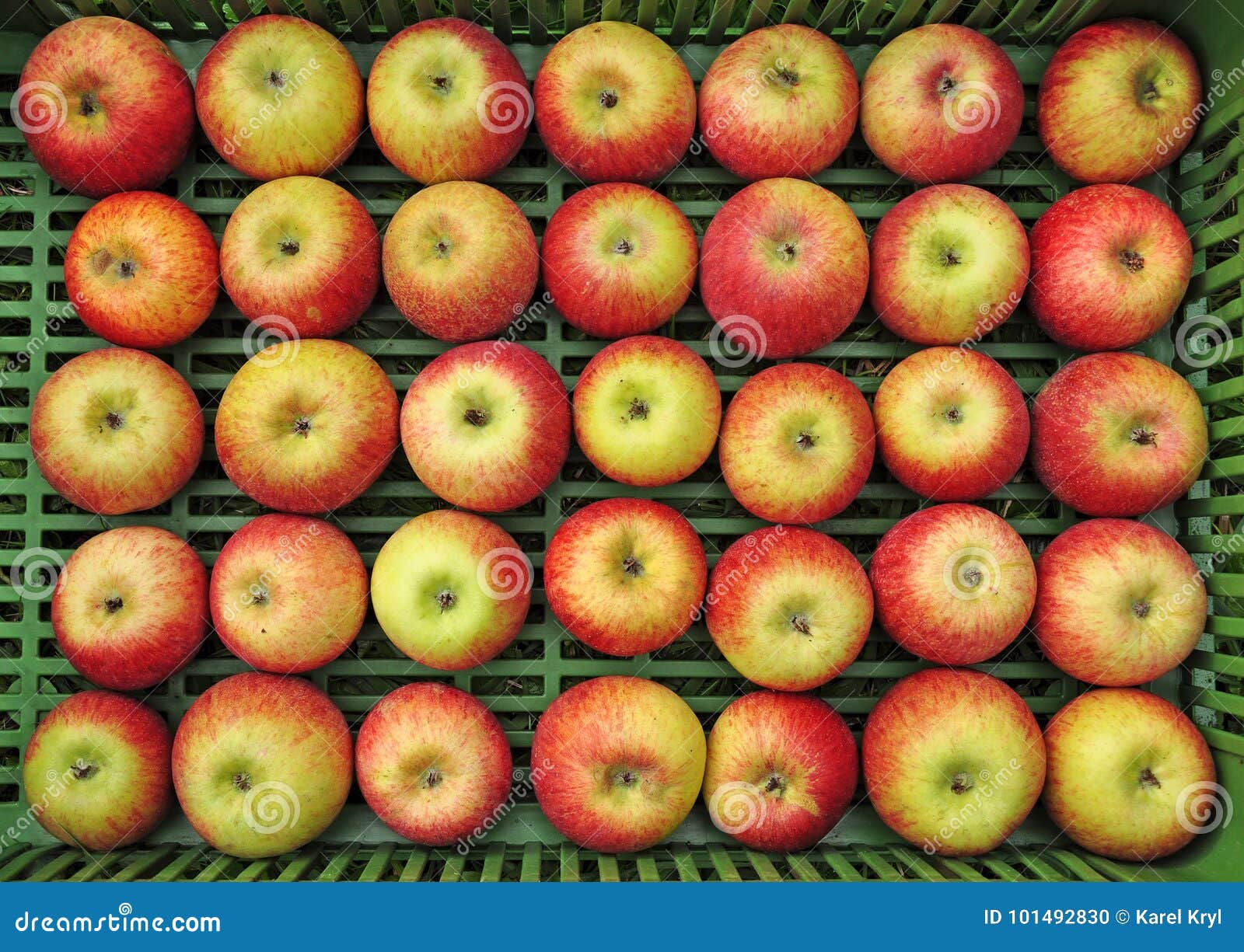 Apples set in rows stock photo. Image of summer, apple - 101492830