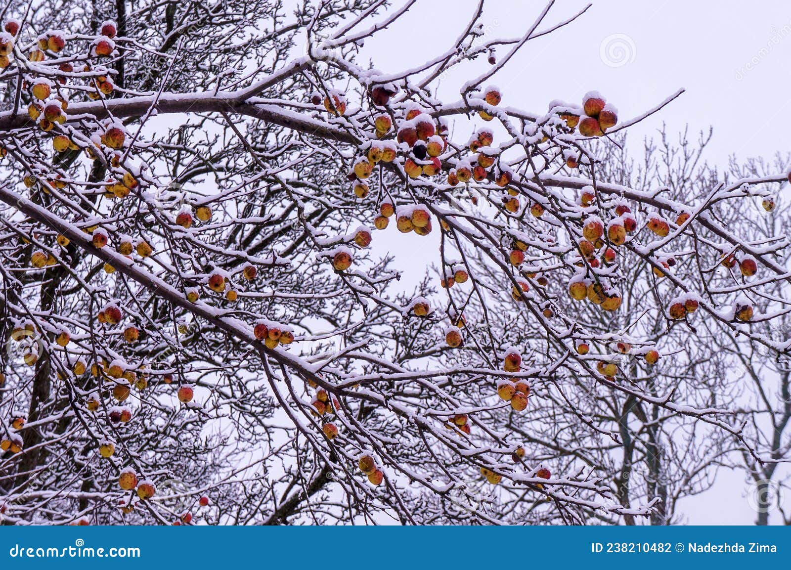 Apples in the Snow. Snow on Apples on a Tree. Snow-covered Apple Trees ...