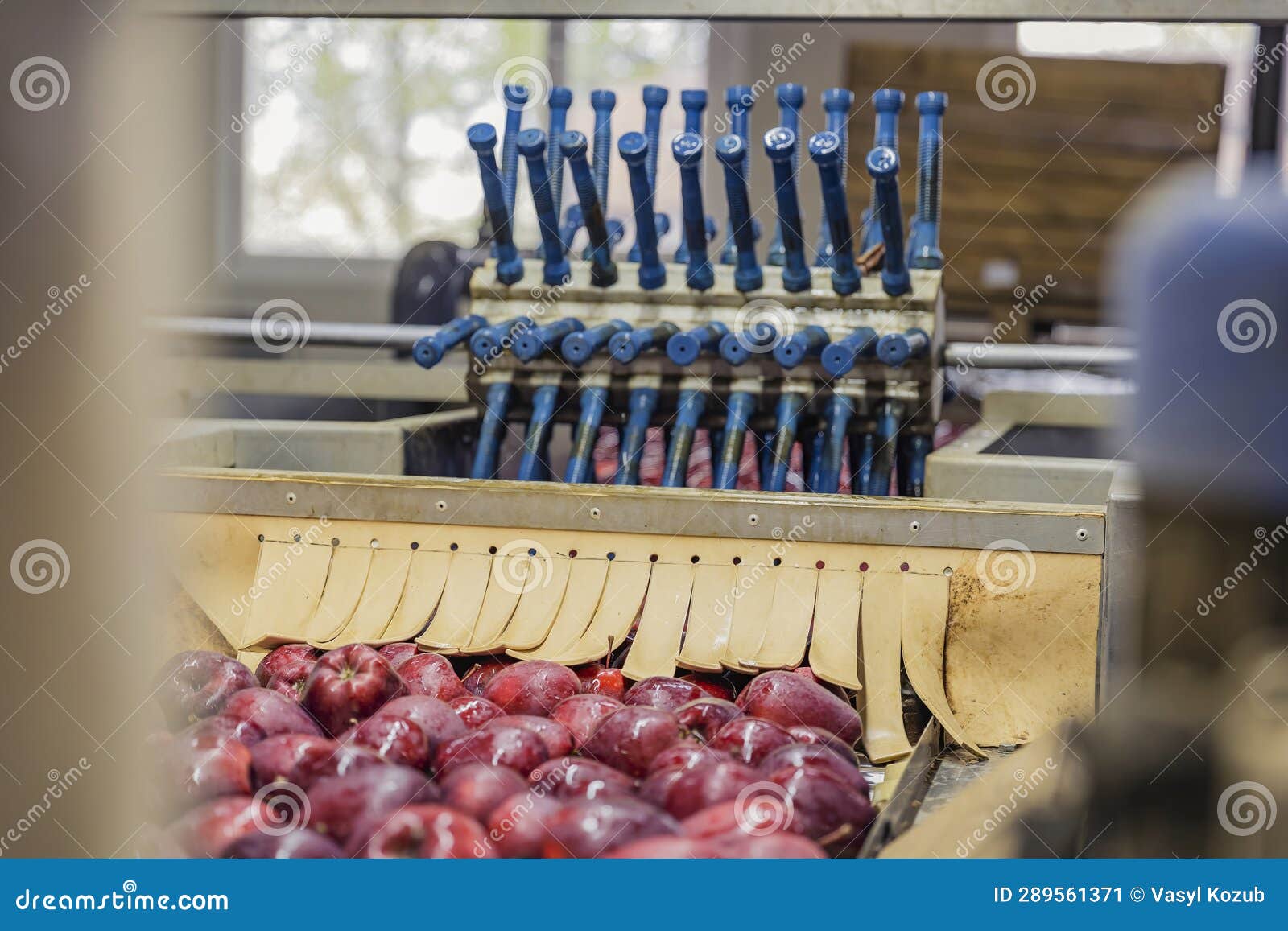 Apples on the sorting line stock image. Image of leaf - 289561371