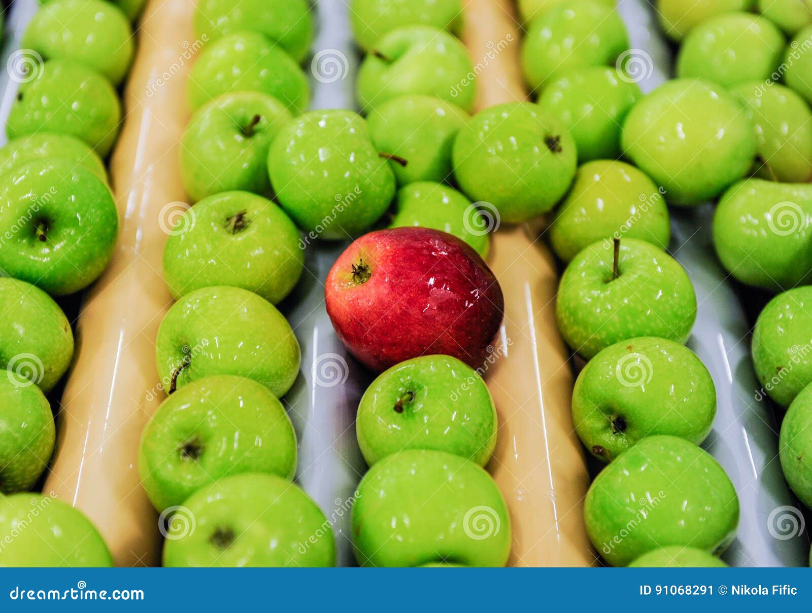 Apples sorting and packing stock image. Image of food - 91068291