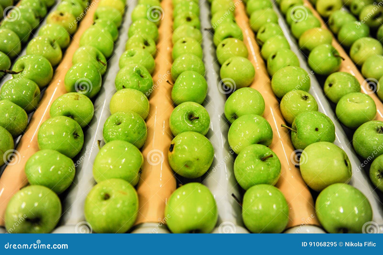 Apples sorting and packing stock image. Image of juicy - 91068295