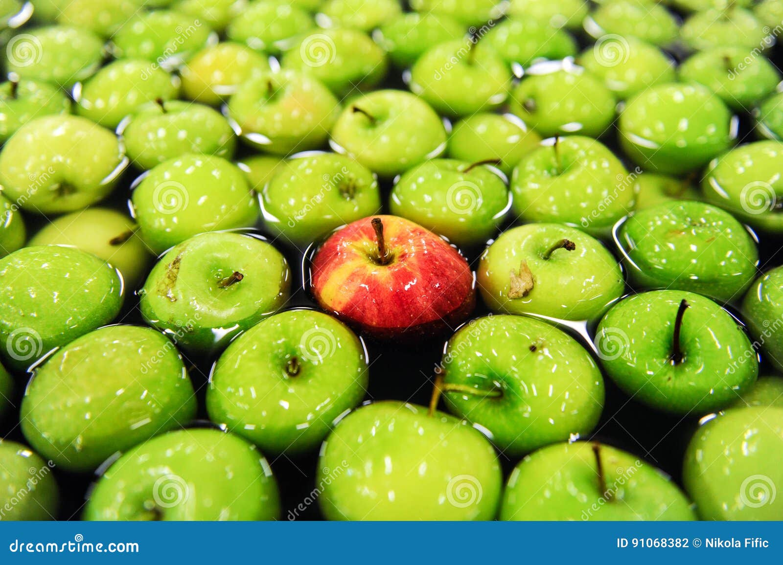 Apples sorting and packing stock photo. Image of orchard - 91068382
