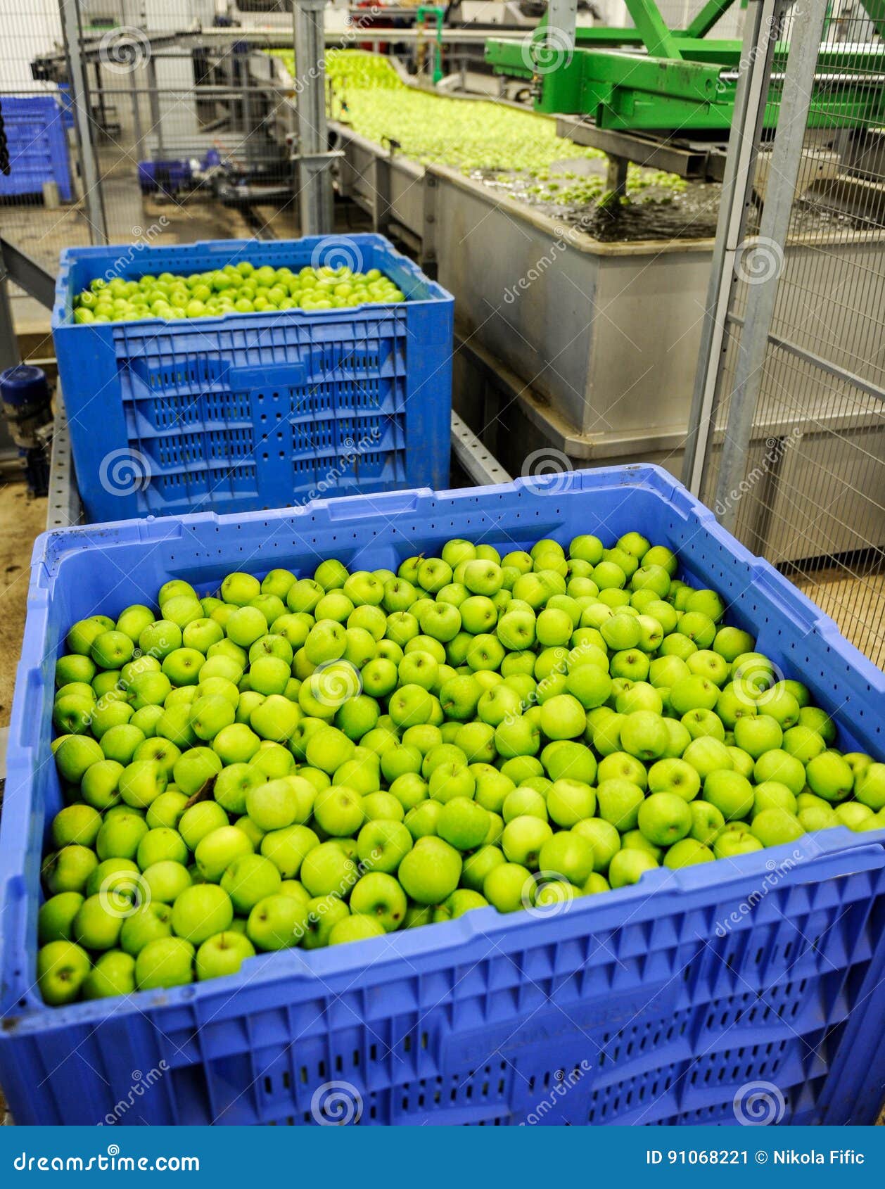Apples sorting and packing stock image. Image of plant - 91068221