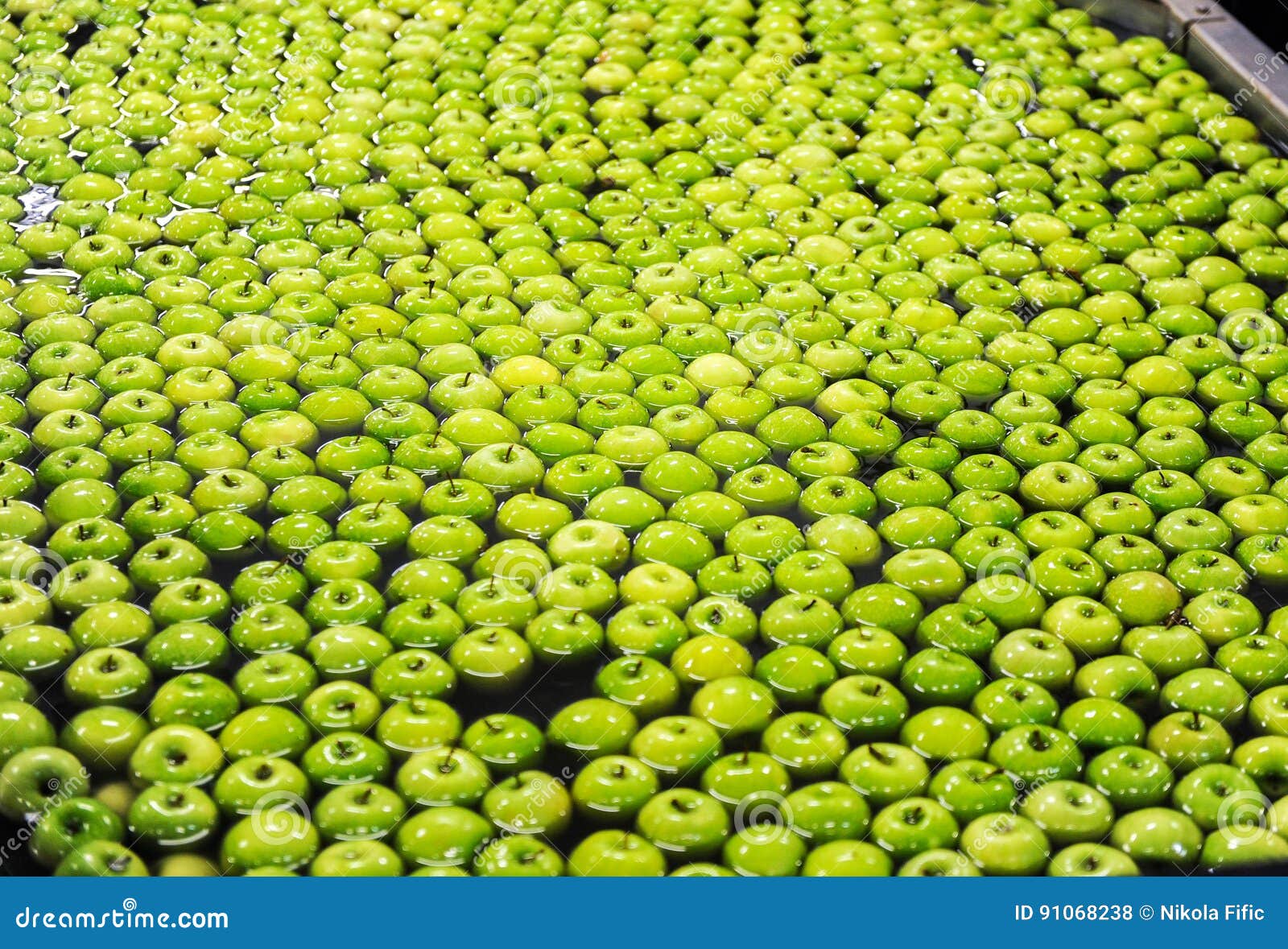 Apples sorting and packing stock photo. Image of healthy - 91068238
