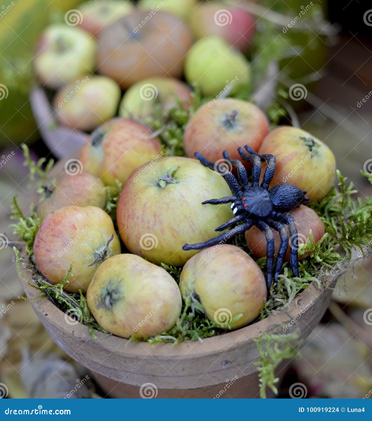 Apples and spider stock photo. Image of apples, table - 100919224
