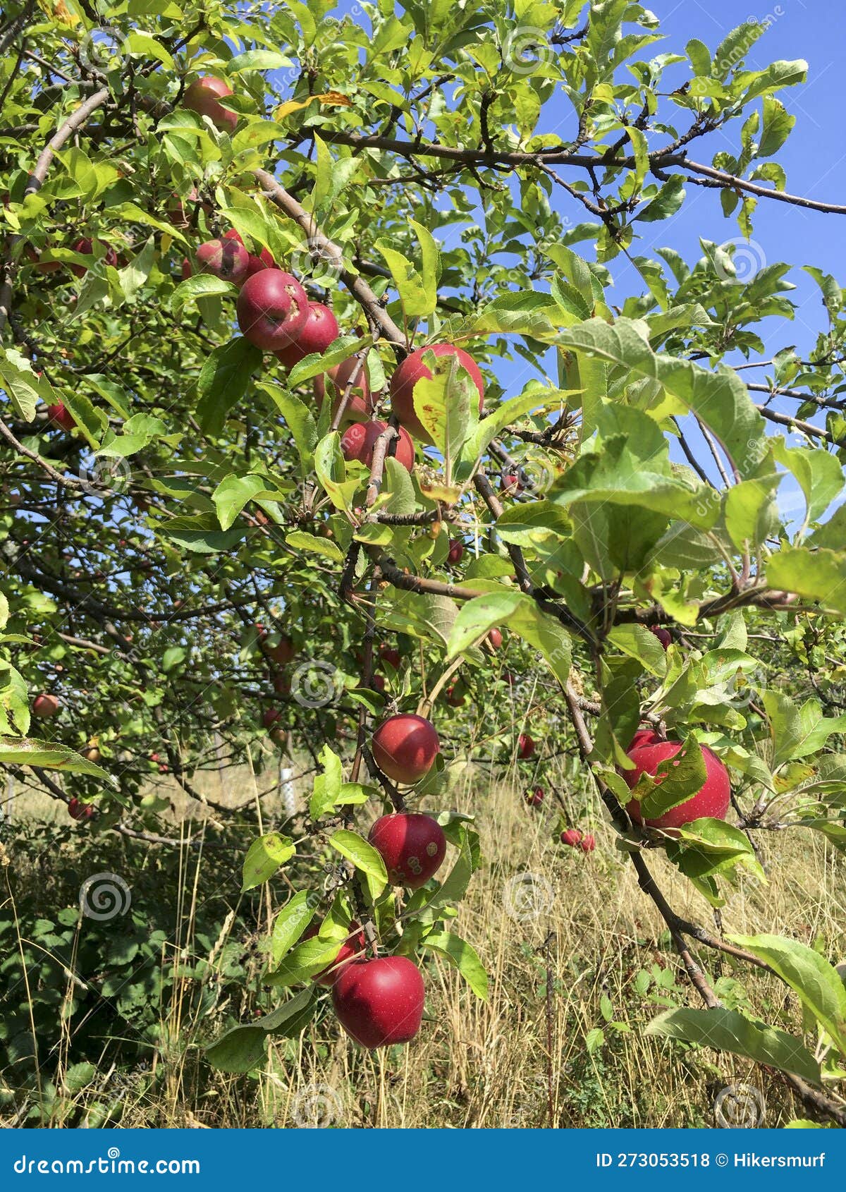 Apples with Spots Due Apple Scab Infestation, Hanging on Tree Stock ...
