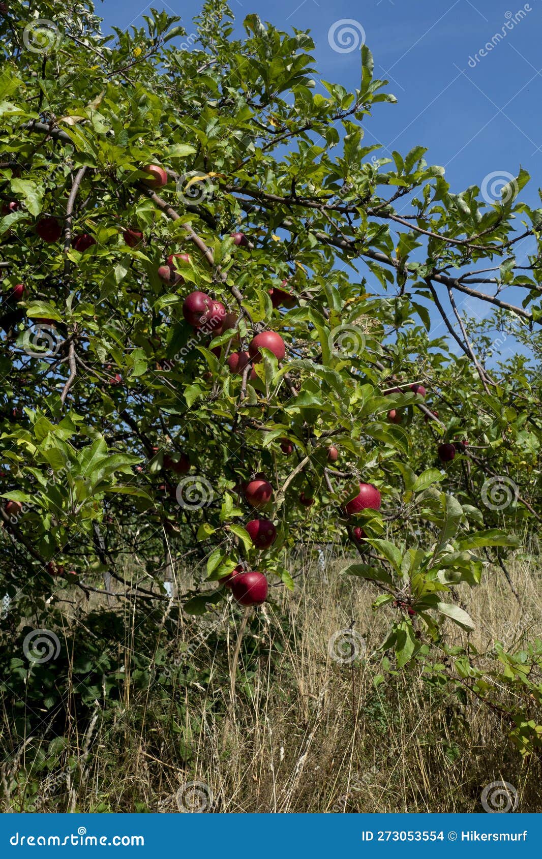 Apples with Spots Due Apple Scab Infestation, Hanging on Tree Stock ...