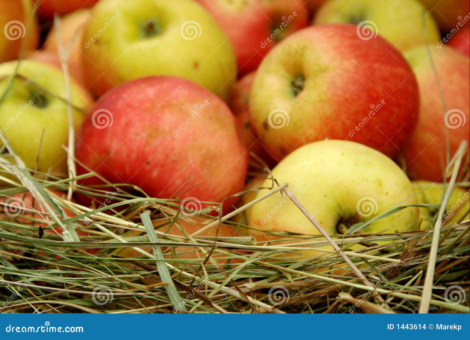 Apples stored in hay stock photo. Image of autumn, food - 1443614