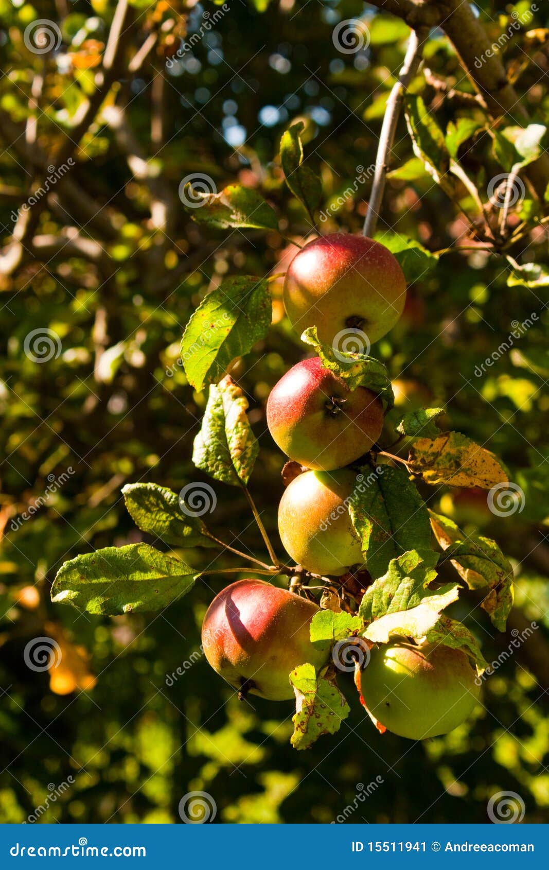 Apples in the sun stock image. Image of healthy, health - 15511941