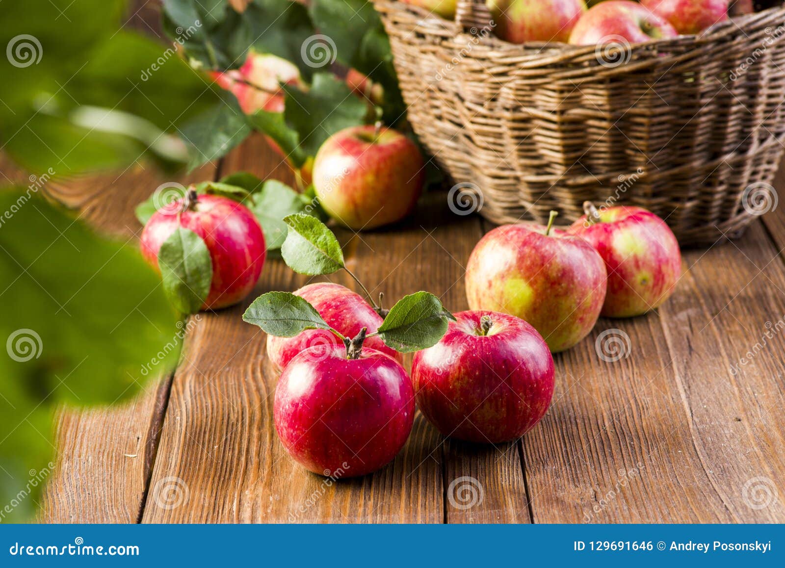 Apples on the table stock photo. Image of freshness - 129691646