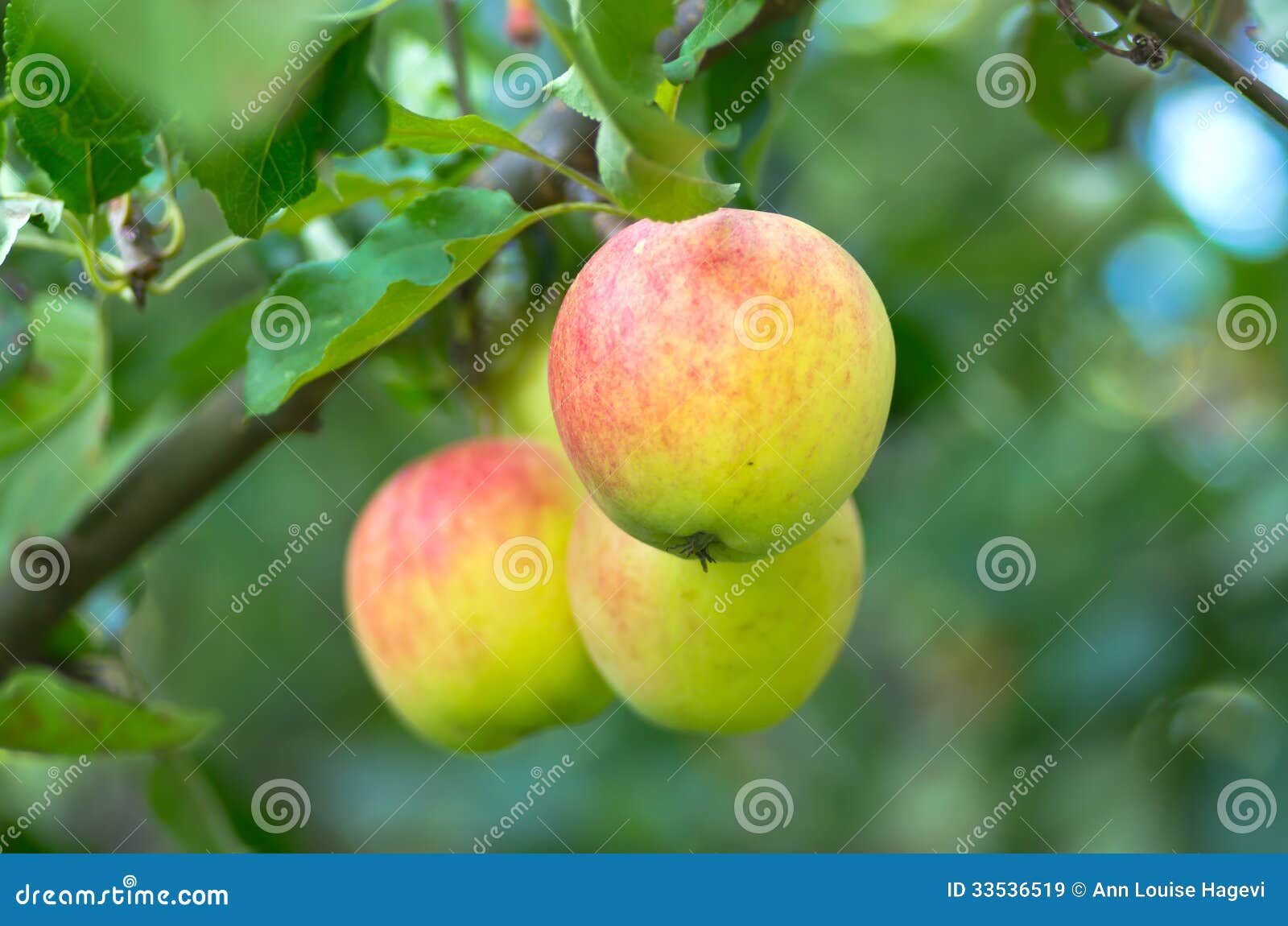 Apples stock image. Image of nature, nutrient, macro - 33536519