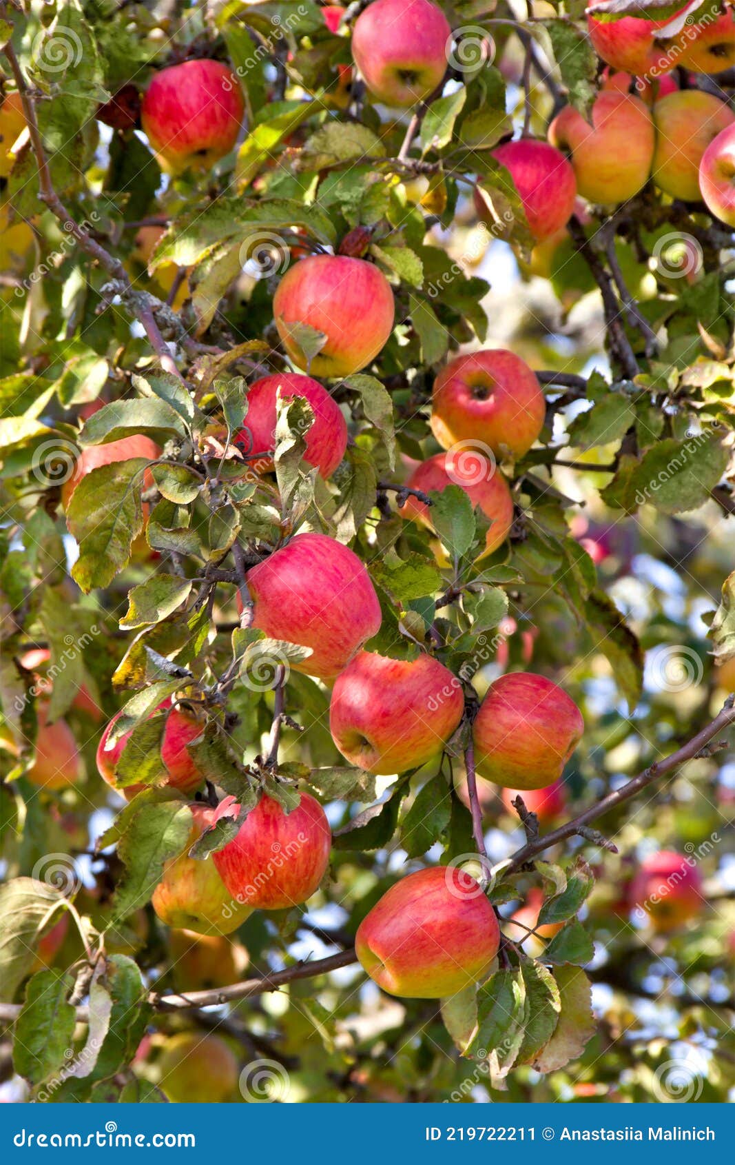 Red Apples on the Tree in Autumnal Garden Stock Image - Image of color ...