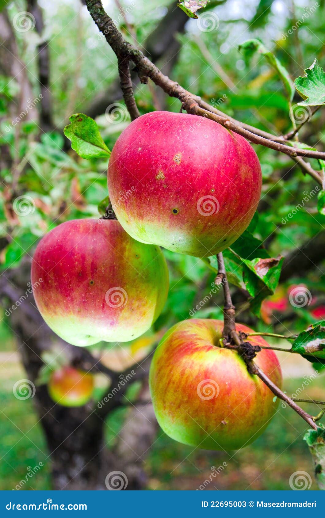 Apples on tree stock image. Image of culture, close, ripe - 22695003