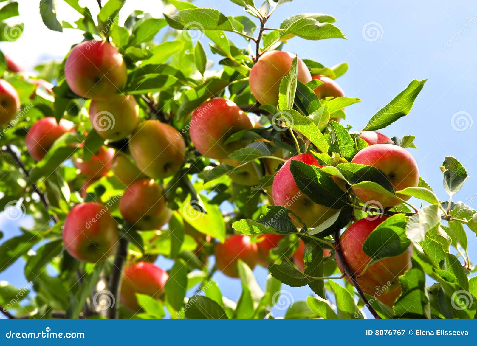 Apples on tree stock image. Image of picking, tree, fruits - 8076767