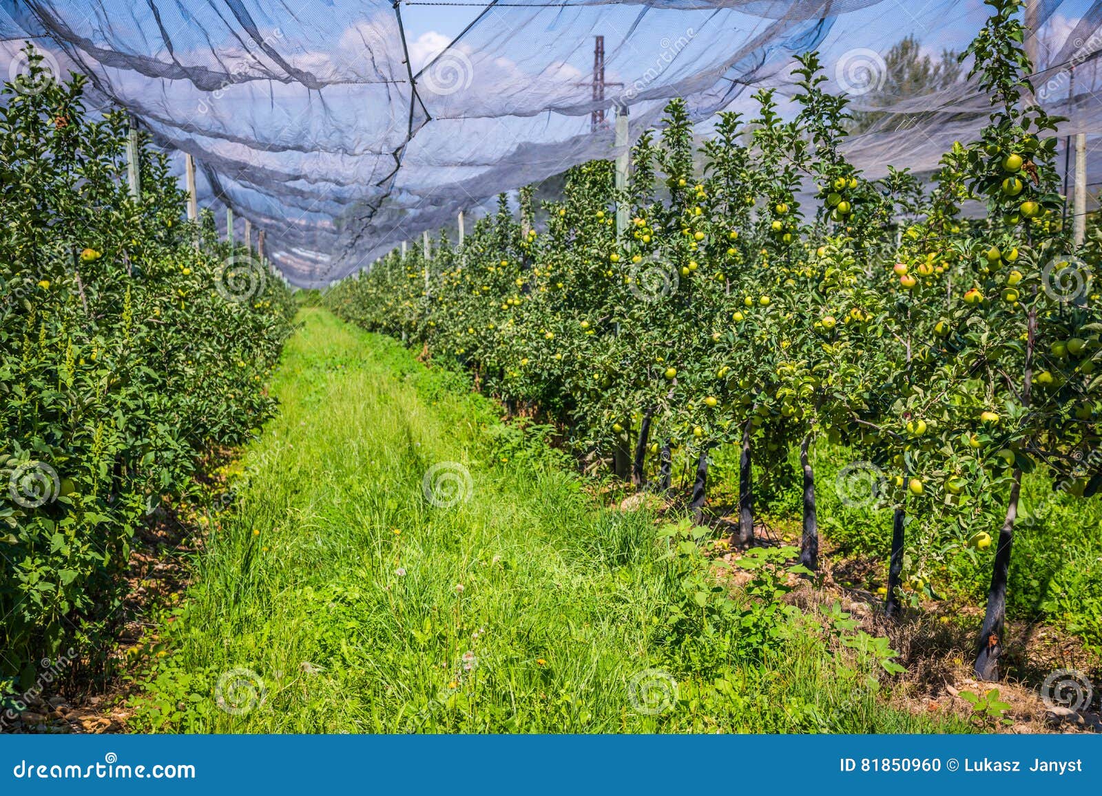 Apples on a Tree, Apple Plantation Stock Photo - Image of farming, food ...