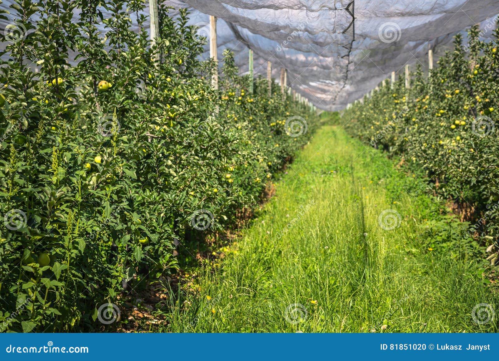 Apples on a Tree, Apple Plantation Stock Photo - Image of agricultural ...