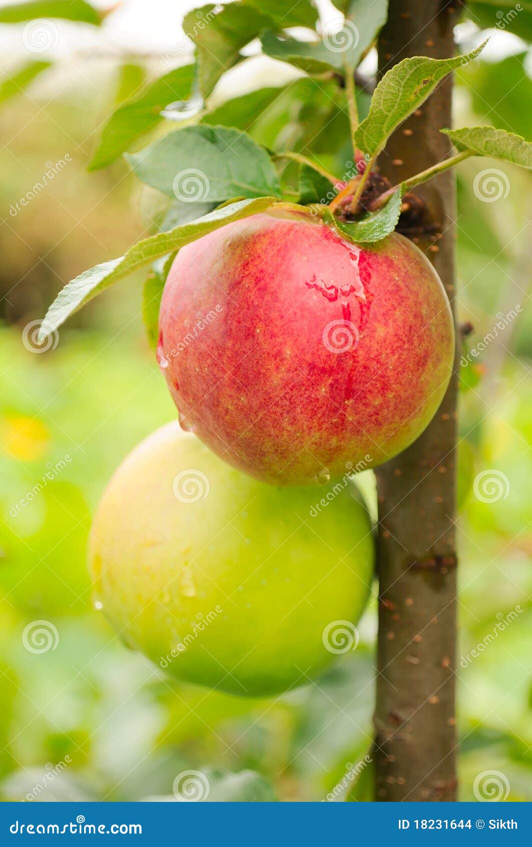 Apples on Tree Branch stock photo. Image of fresh, appetizing - 18231644