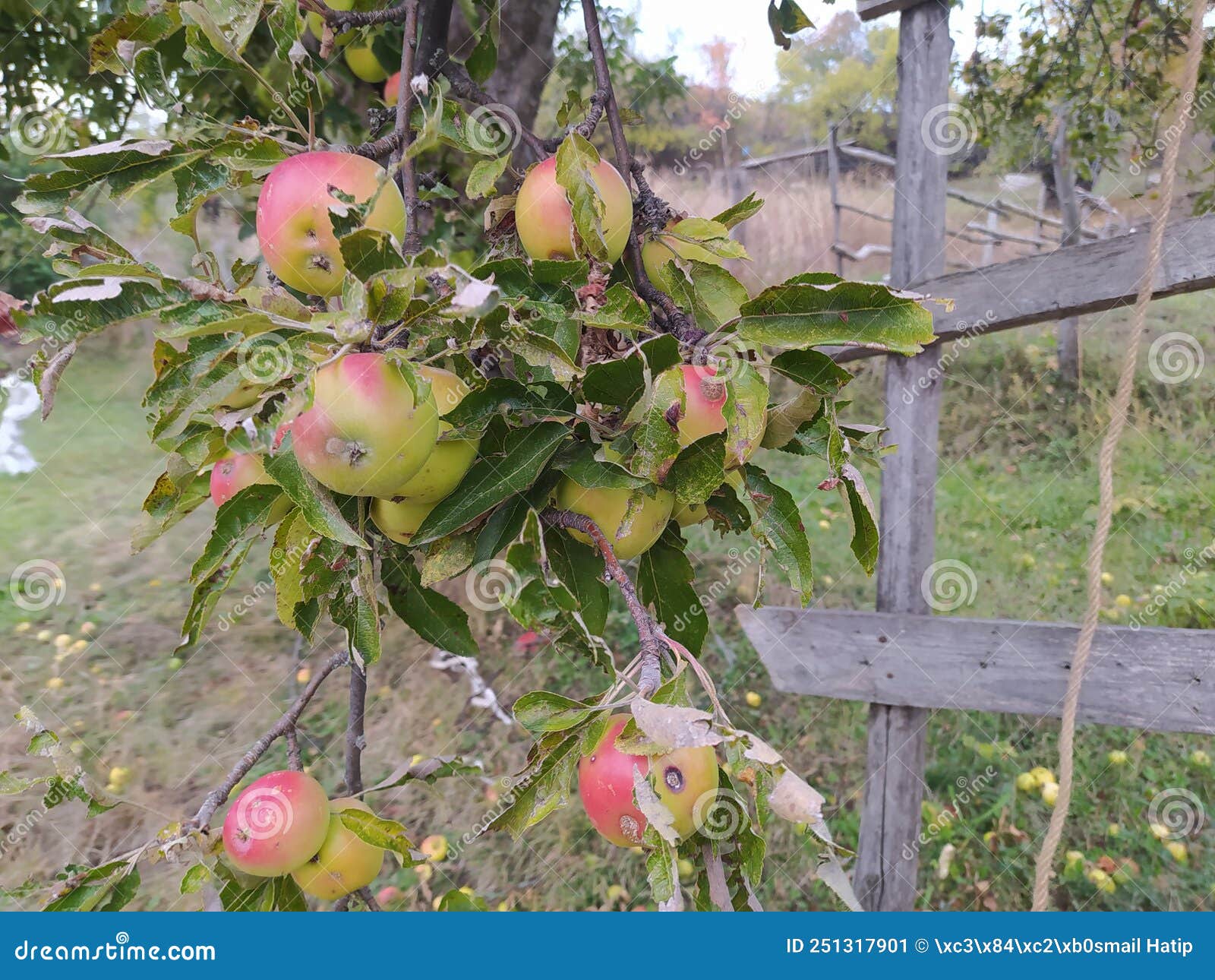 Apples on Tree Branch in Garden Photo Stock Image - Image of green ...