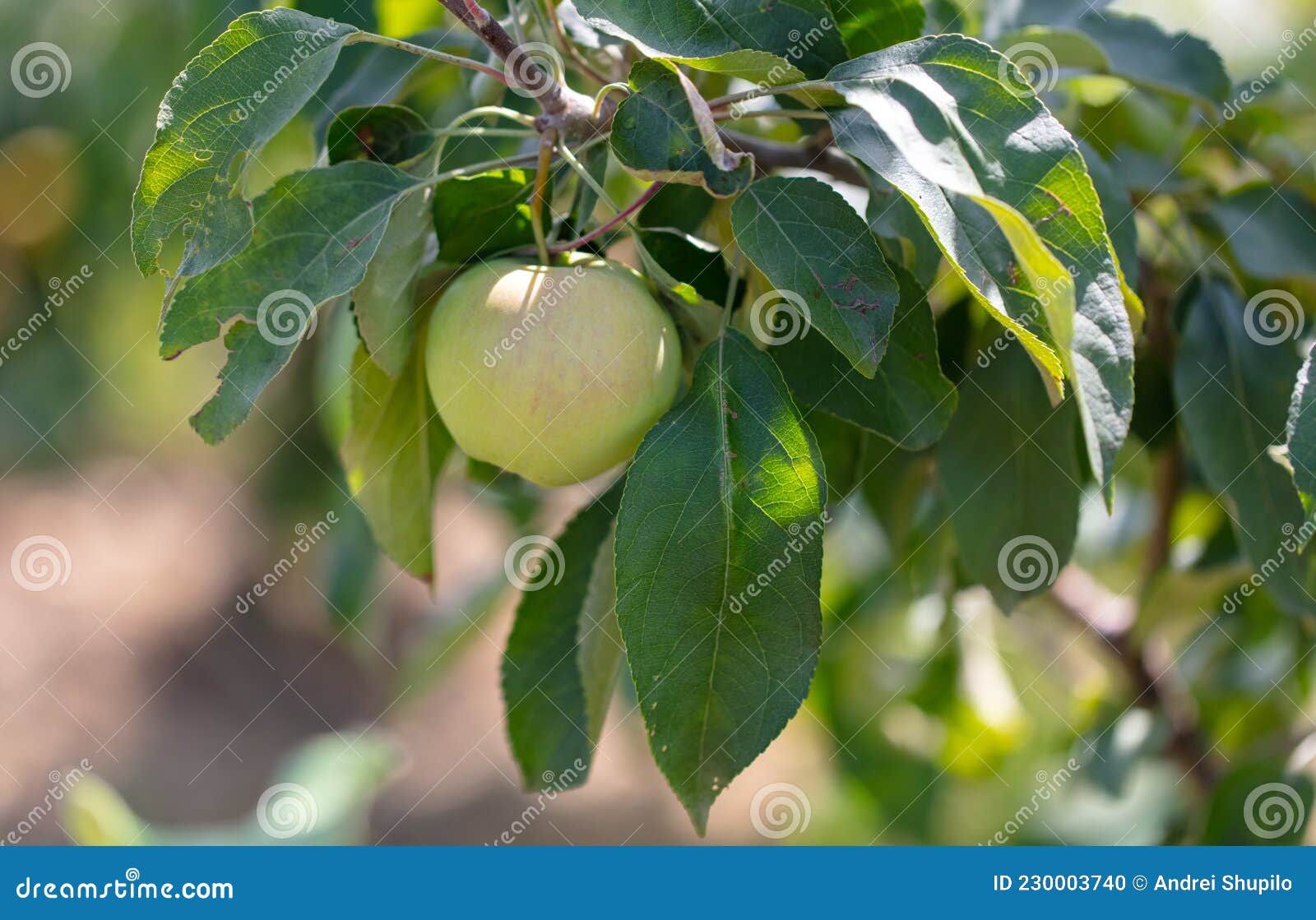 Apples on Tree Branches in Summer. Stock Photo - Image of freshness ...
