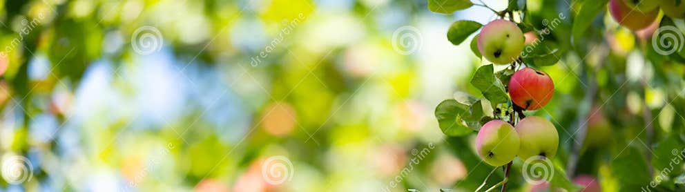 Apples on a Tree in the Form of a Background. Autumn Red Apples on ...