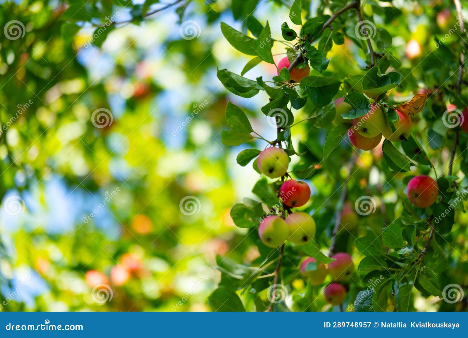 Apples on a Tree in the Form of a Background. Autumn Red Apples on ...