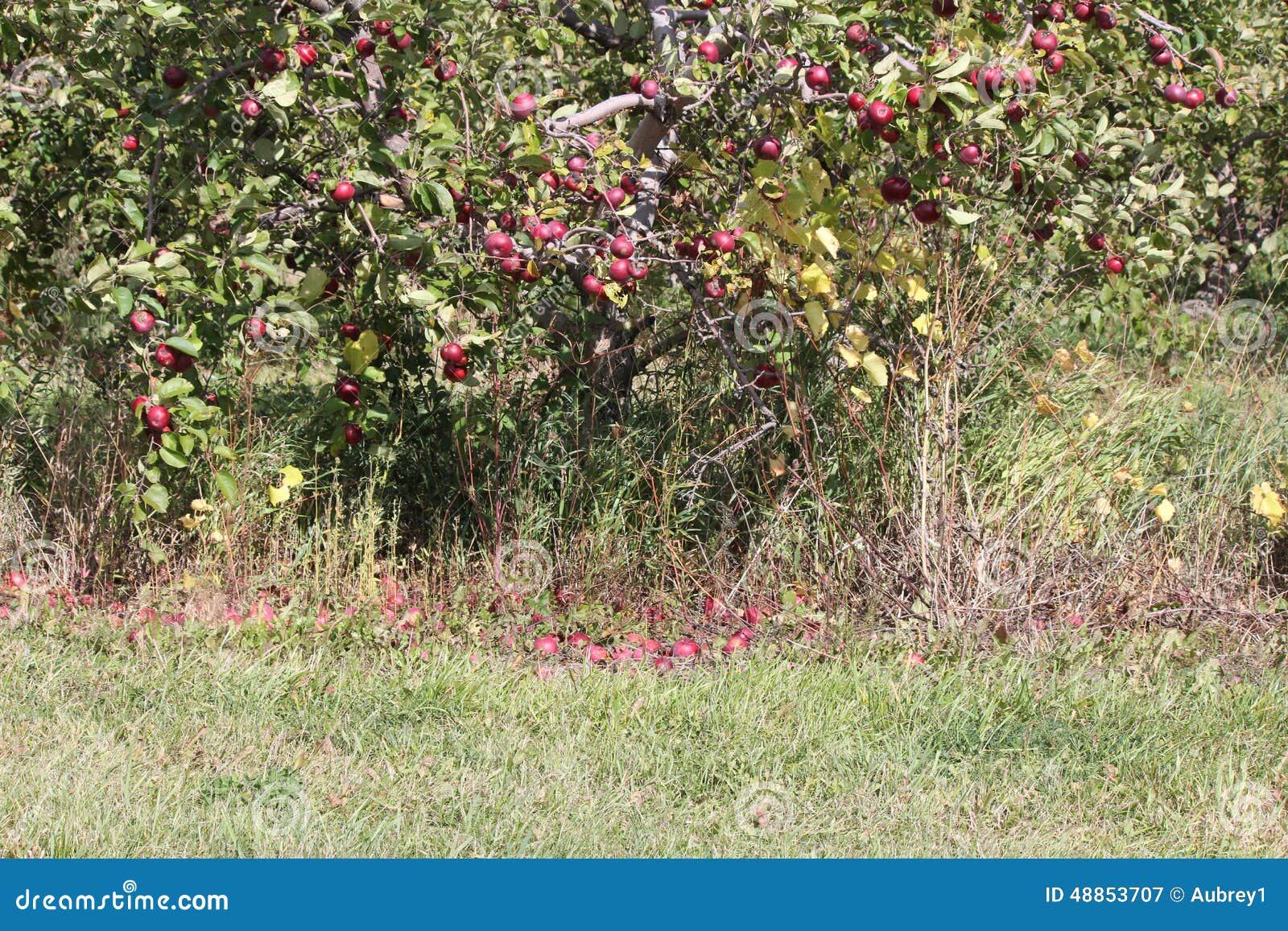 Apples on Tree and Ground stock image. Image of season - 48853707