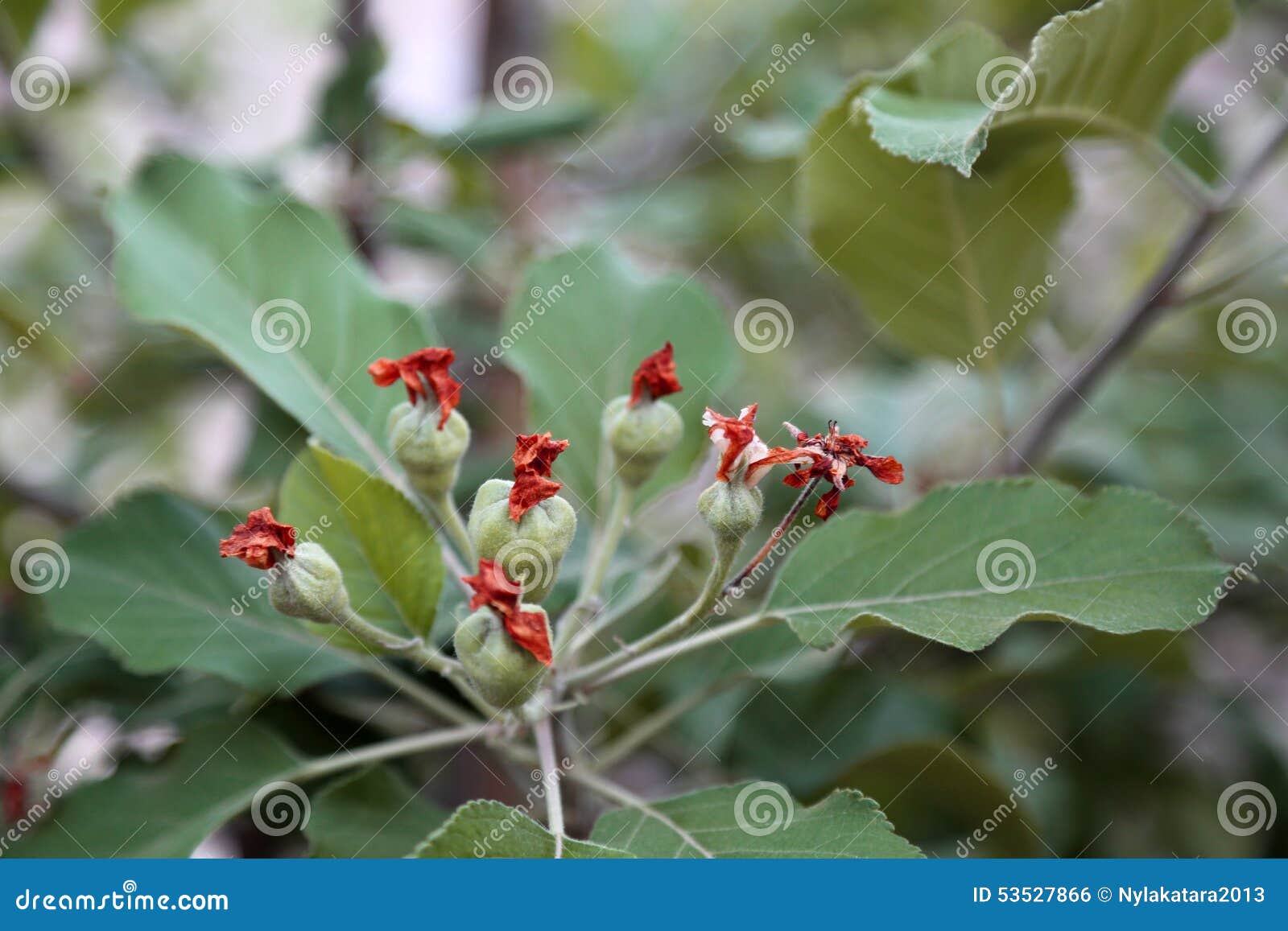 Apples on tree stock photo. Image of deciduous, flowering - 53527866
