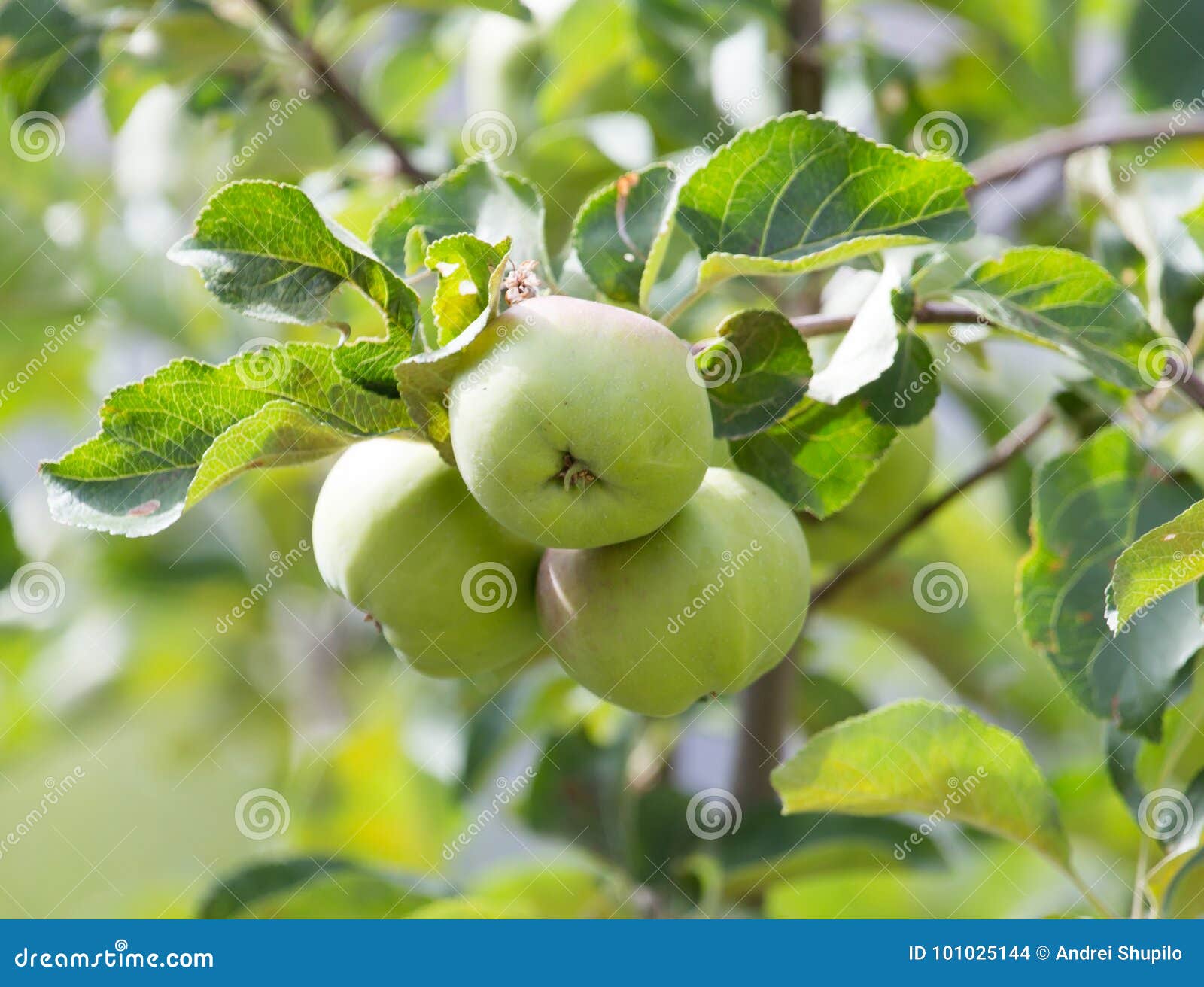 Apples on the Tree in Nature Stock Photo - Image of apple, garden ...