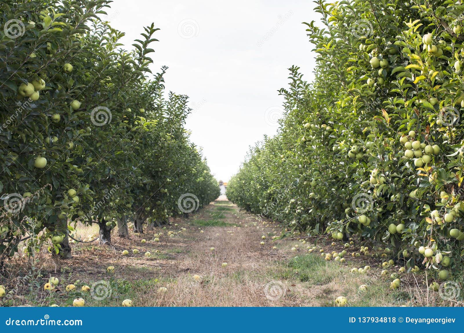 Apples tree in the orchard stock photo. Image of orchard - 137934818