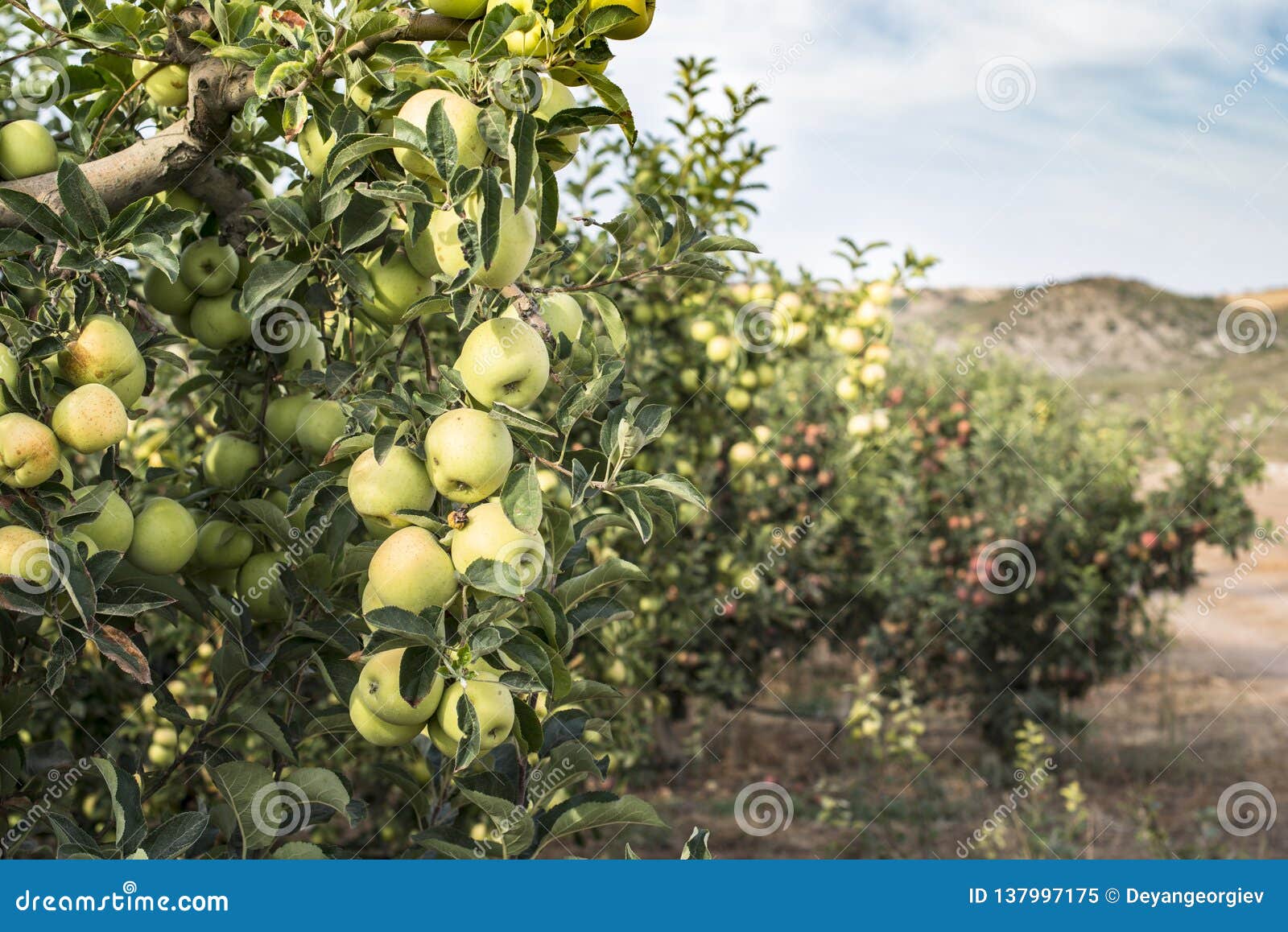 Apples tree in the orchard stock image. Image of backlight - 137997175
