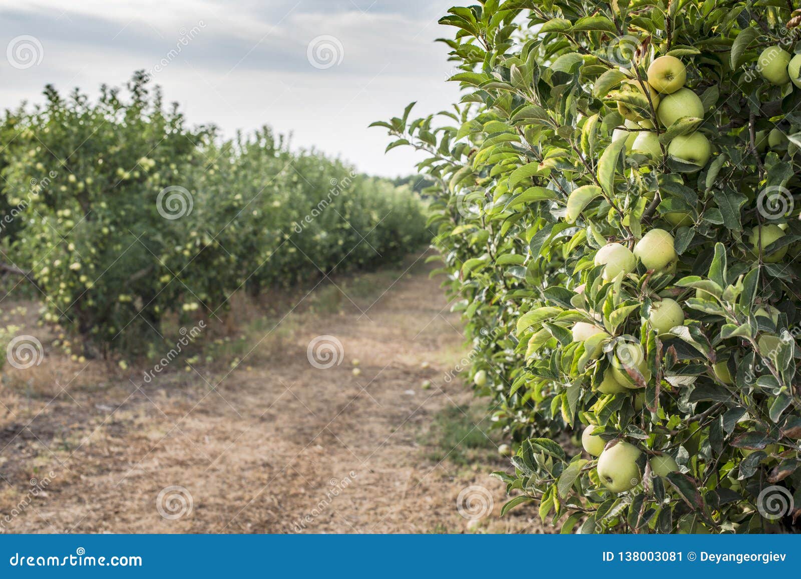 Apples tree in the orchard stock image. Image of garden - 138003081