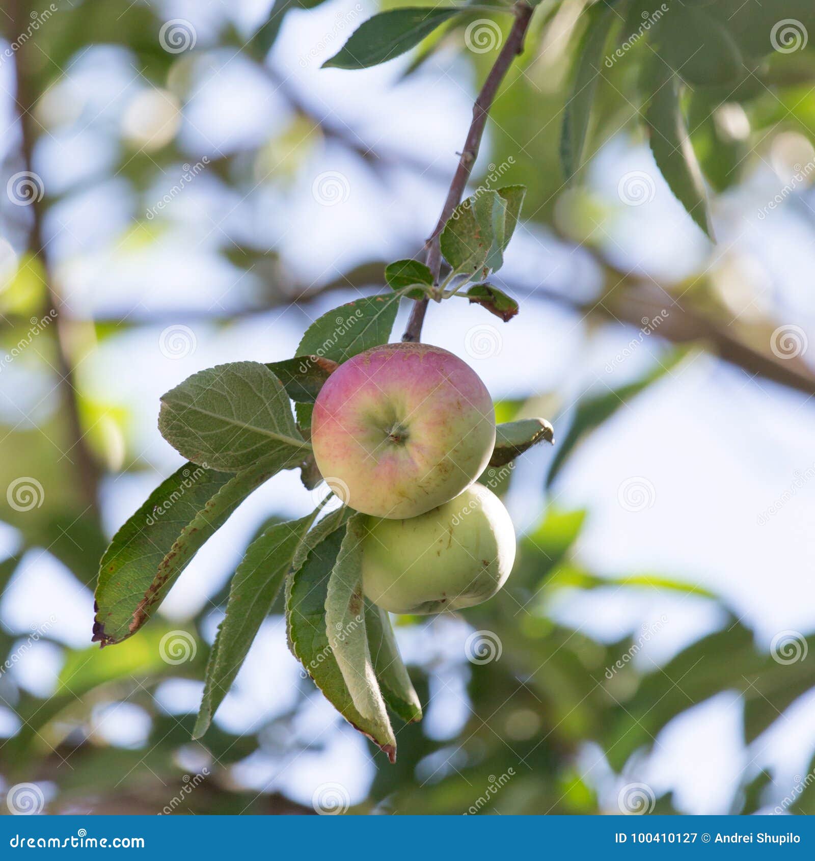 Apples on the tree stock image. Image of healthy, fruit - 100410127