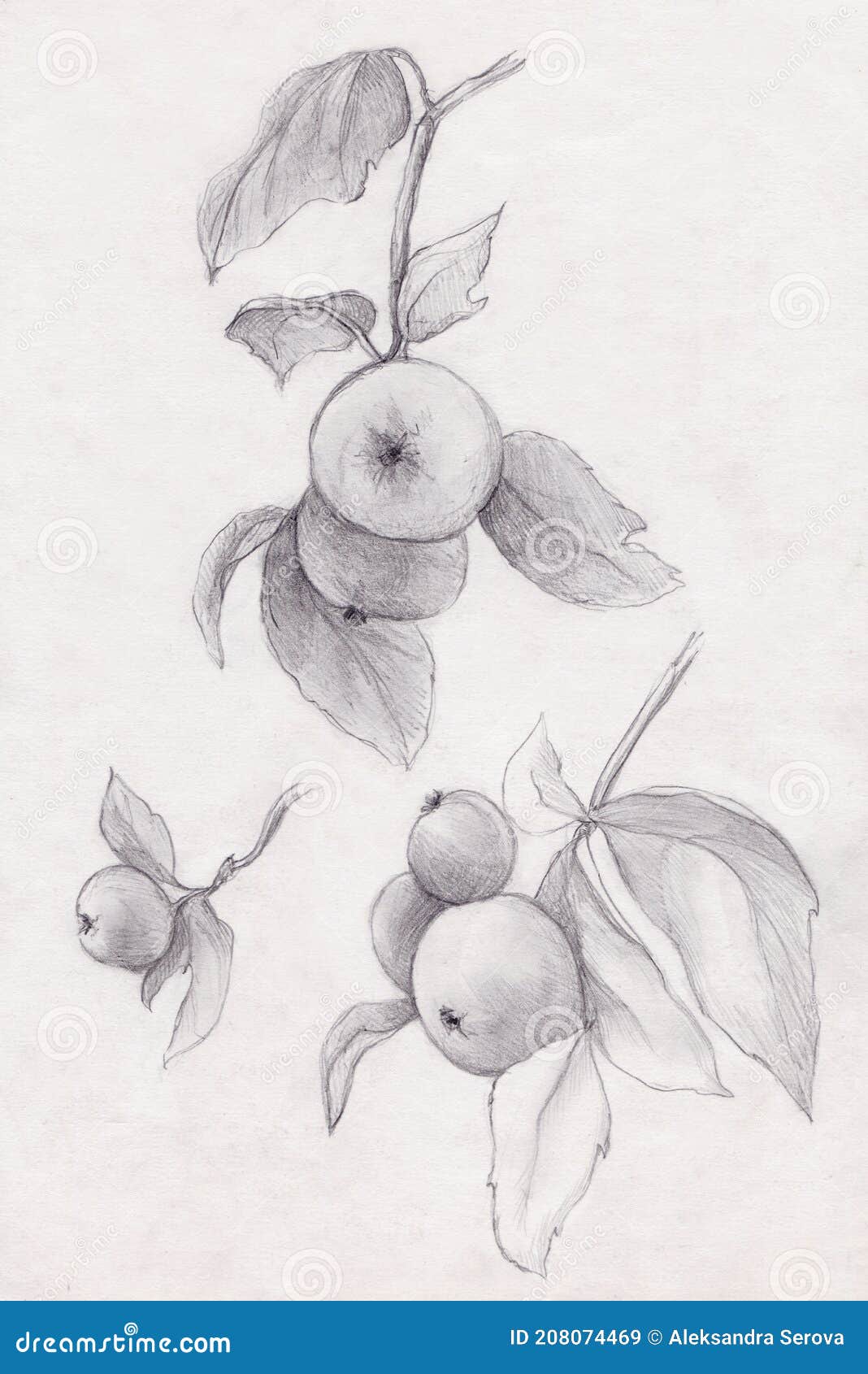 Apples on a Tree, Pencil Sketch of Branches Stock Illustration ...