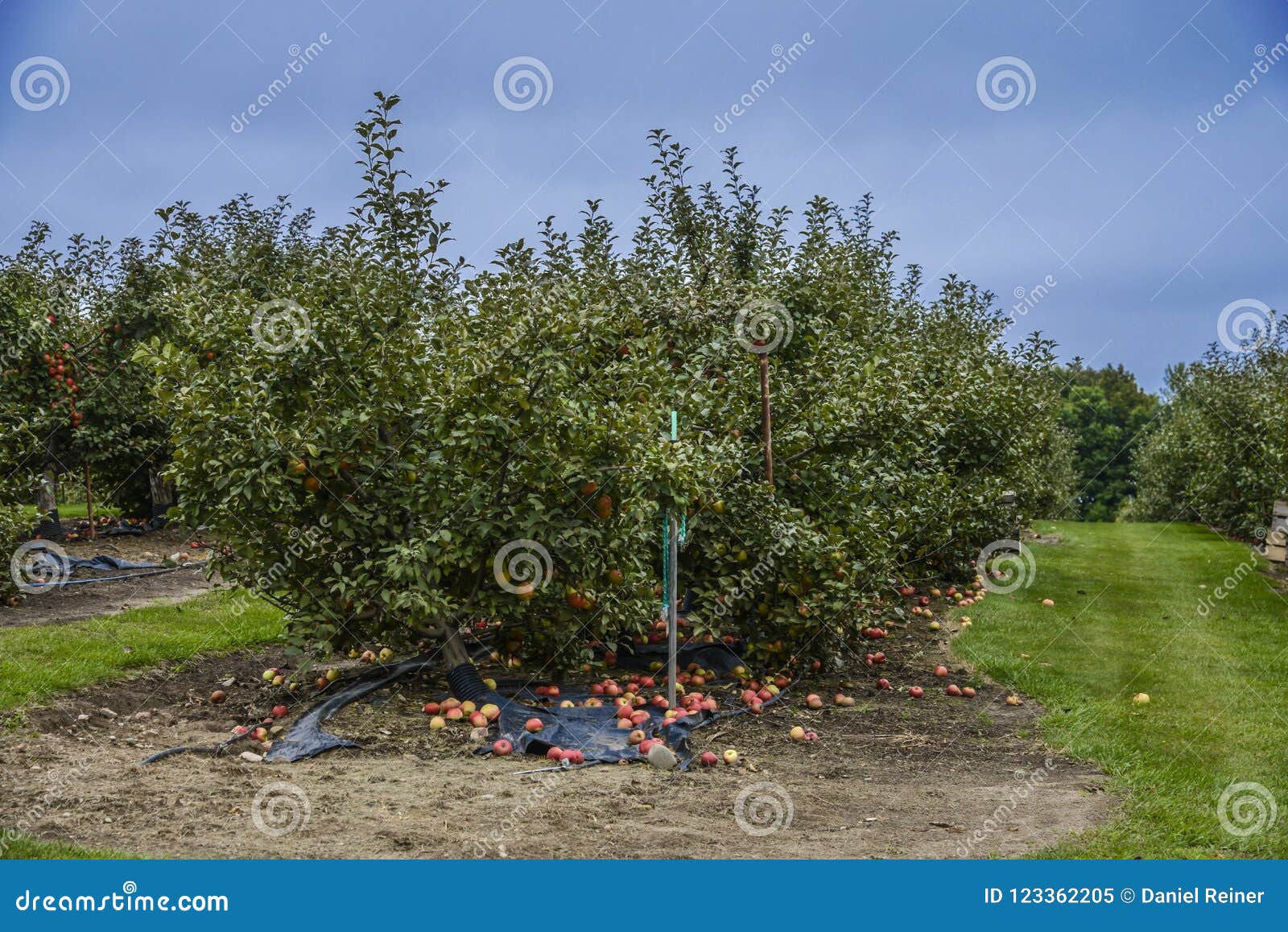 Apples tree plantation stock image. Image of color, fall - 123362205