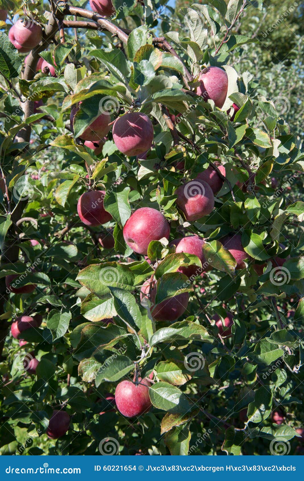 Apples on the Tree Ready for Harvest Stock Photo - Image of grass ...
