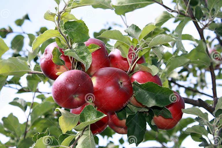 Apples on the tree stock photo. Image of fruit, healthy - 99166090