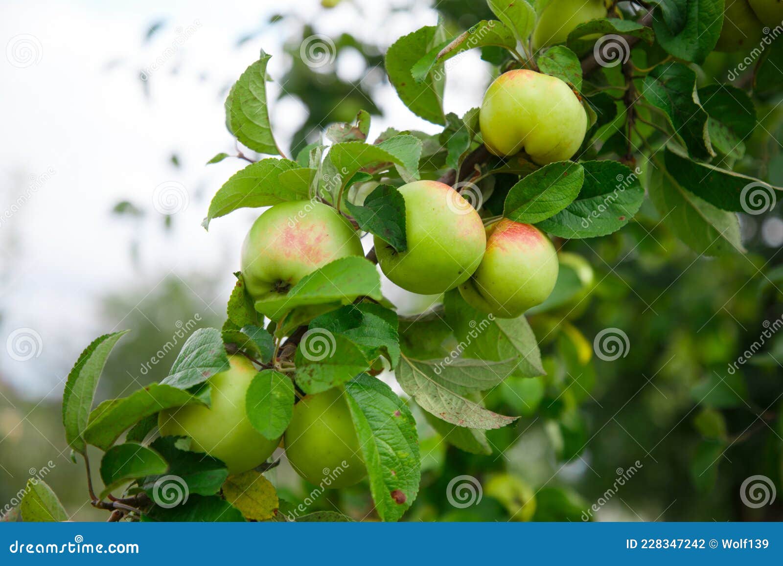 The Apples on the Tree in the Summer Stock Photo - Image of ripe ...