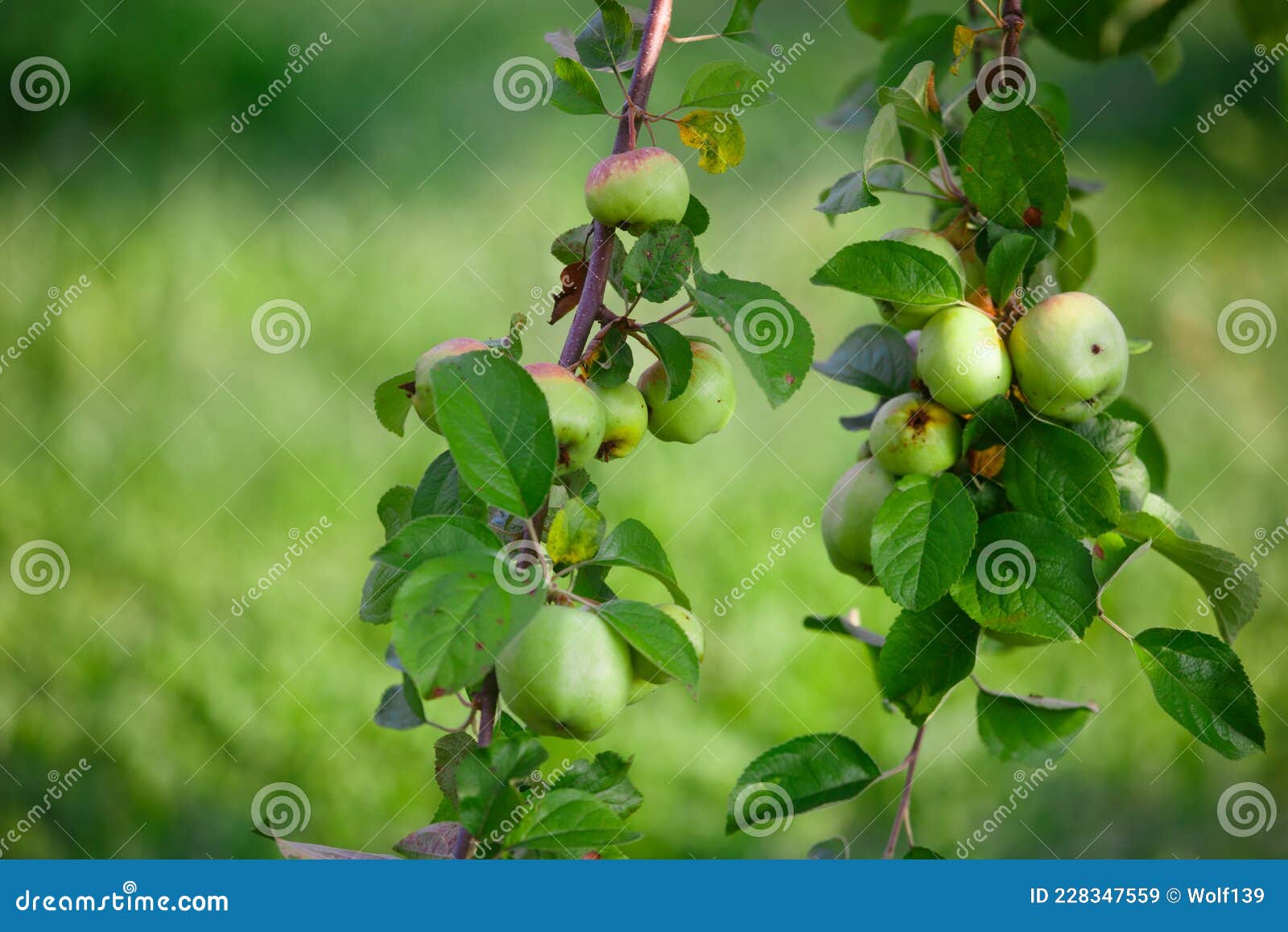 The Apples on the Tree in the Summer Stock Image - Image of nature ...